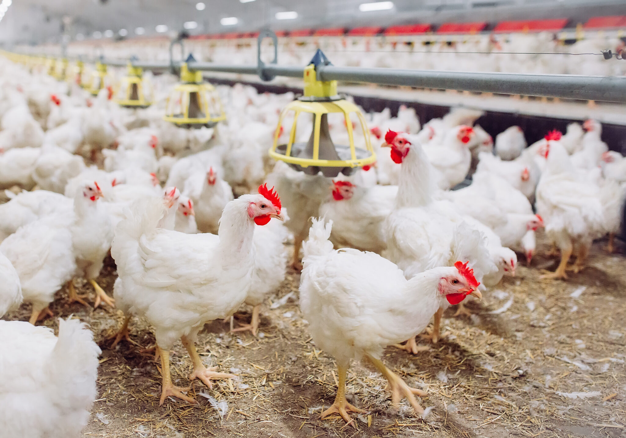 December Brings New CFIA Requirements for Poultry Imports